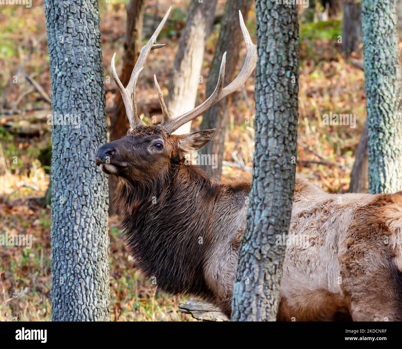 Portrait of a large elk stag displaying its antlers Stock Photo - Alamy