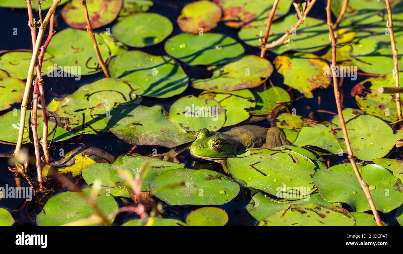 Bog animals hi-res stock photography and images - Alamy
