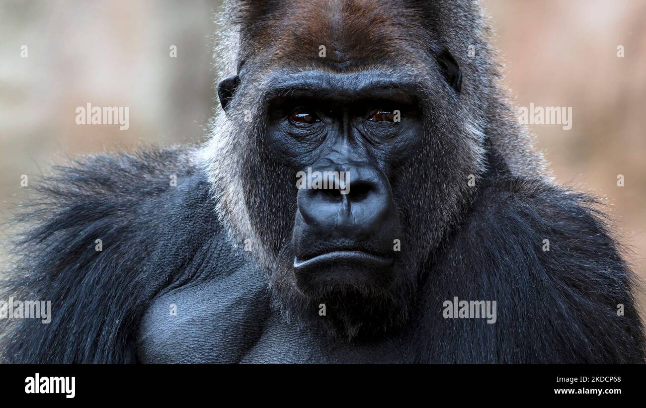 Dominant silverback gorilla hi-res stock photography and images - Alamy