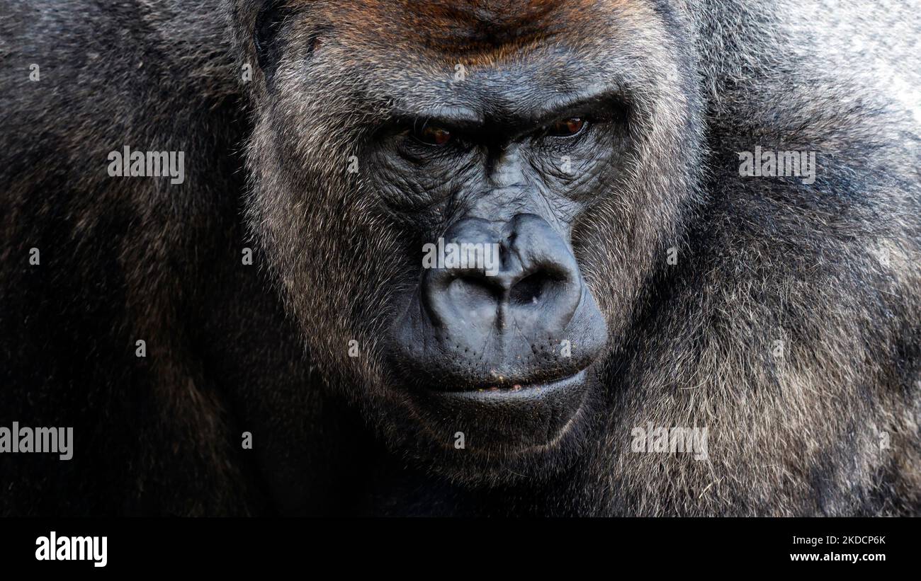 Silverback gorilla face hi-res stock photography and images - Alamy