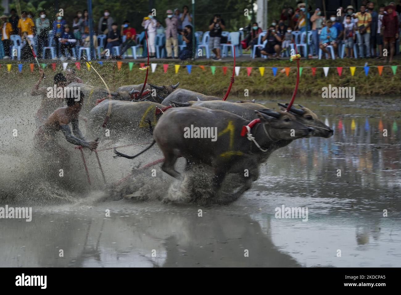 Thai farmers participate in the annual water buffalo racing festival in ...