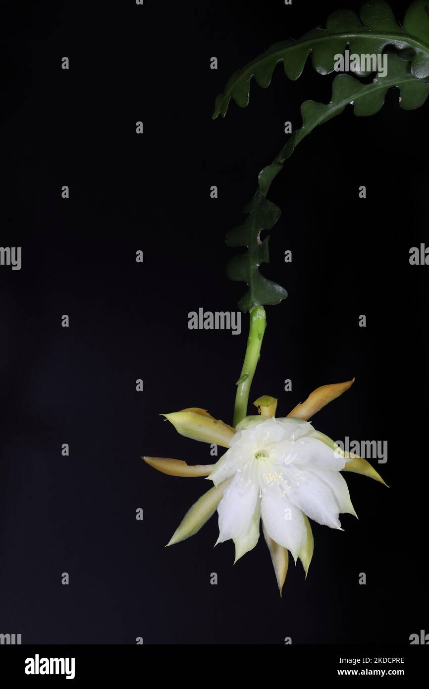 Blooming Epiphyllum flower known as fishbone cactus Stock Photo - Alamy