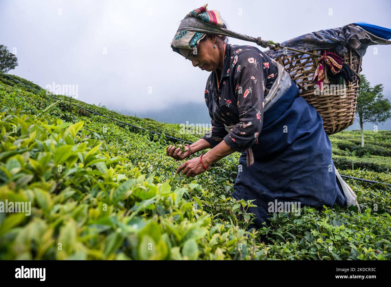 Women tea workers are plucking tea leaves during cloudy monsoon at the ...