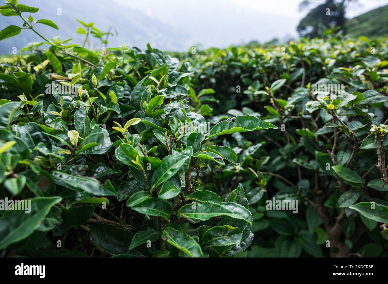 Women tea workers are plucking tea leaves during cloudy monsoon at the ...