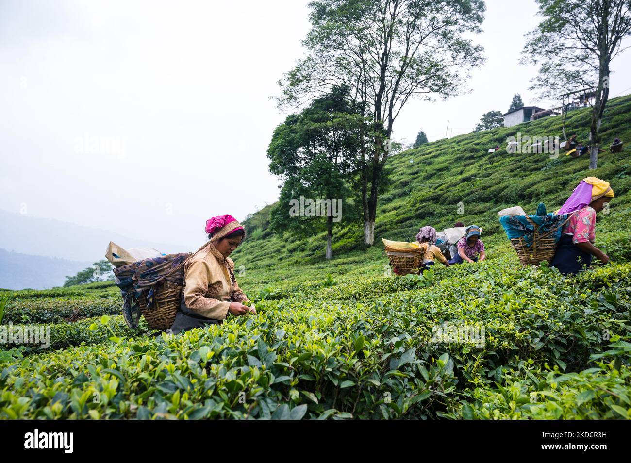 Women tea workers are plucking tea leaves during cloudy monsoon at the ...