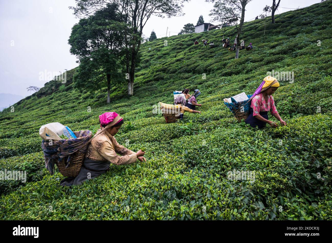 Women tea workers are plucking tea leaves during cloudy monsoon at the ...