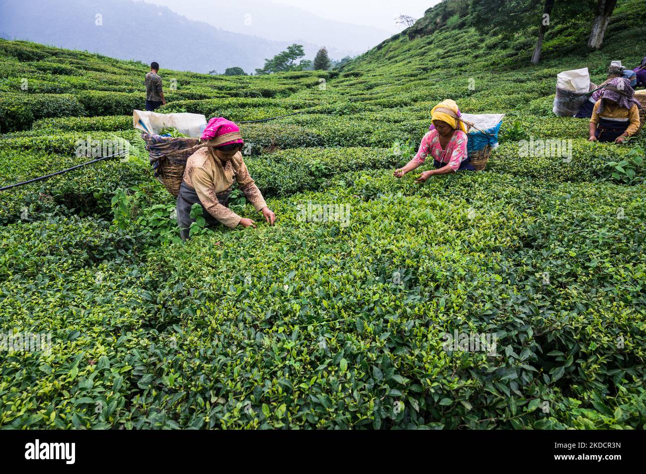 Women tea workers are plucking tea leaves during cloudy monsoon at the ...