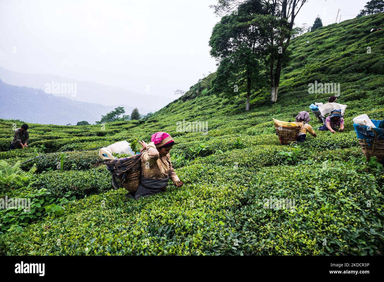 Women tea workers are plucking tea leaves during cloudy monsoon at the ...