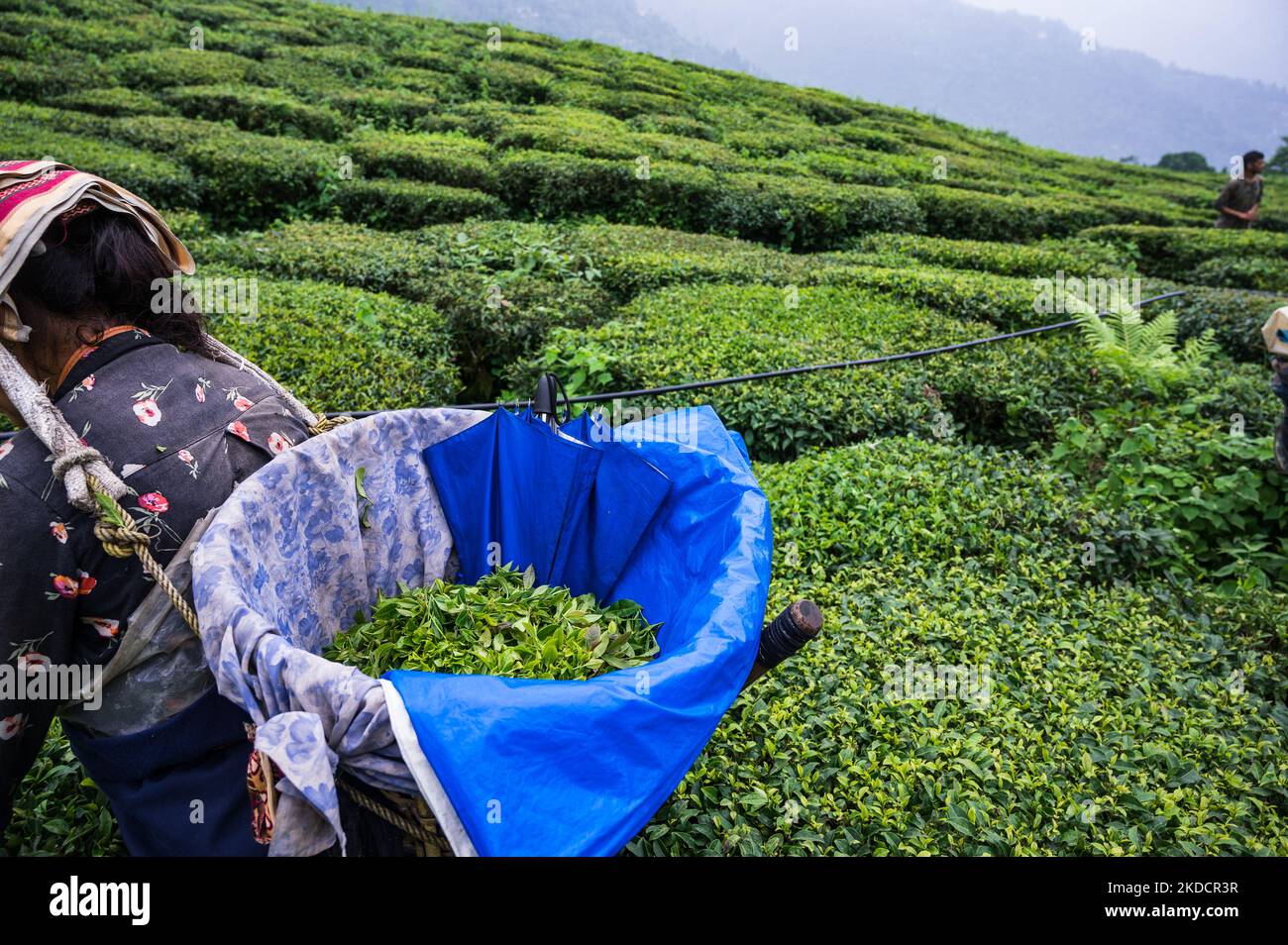 Women tea workers are plucking tea leaves during cloudy monsoon at the ...
