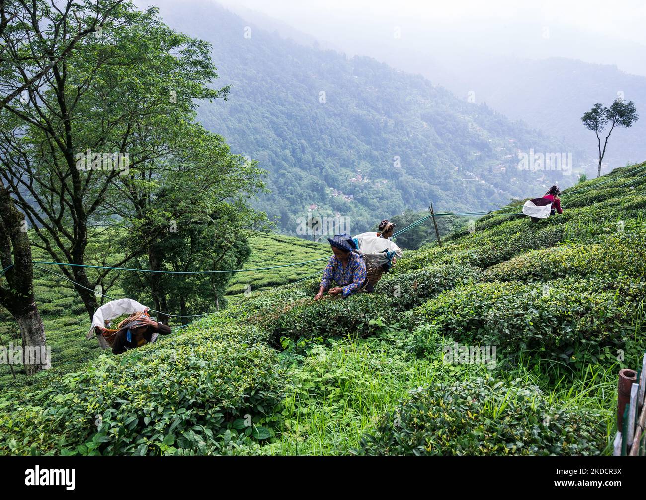 Women tea workers are plucking tea leaves during cloudy monsoon at the ...