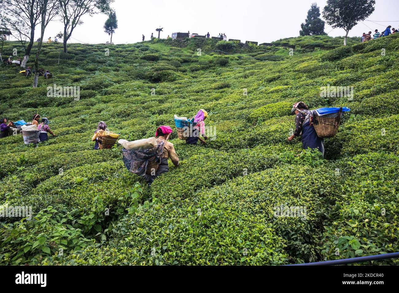Women tea workers are plucking tea leaves during cloudy monsoon at the ...