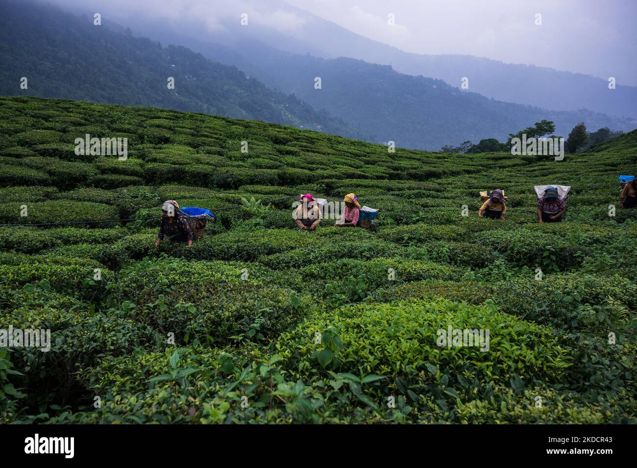 Women tea workers are plucking tea leaves during cloudy monsoon at the ...