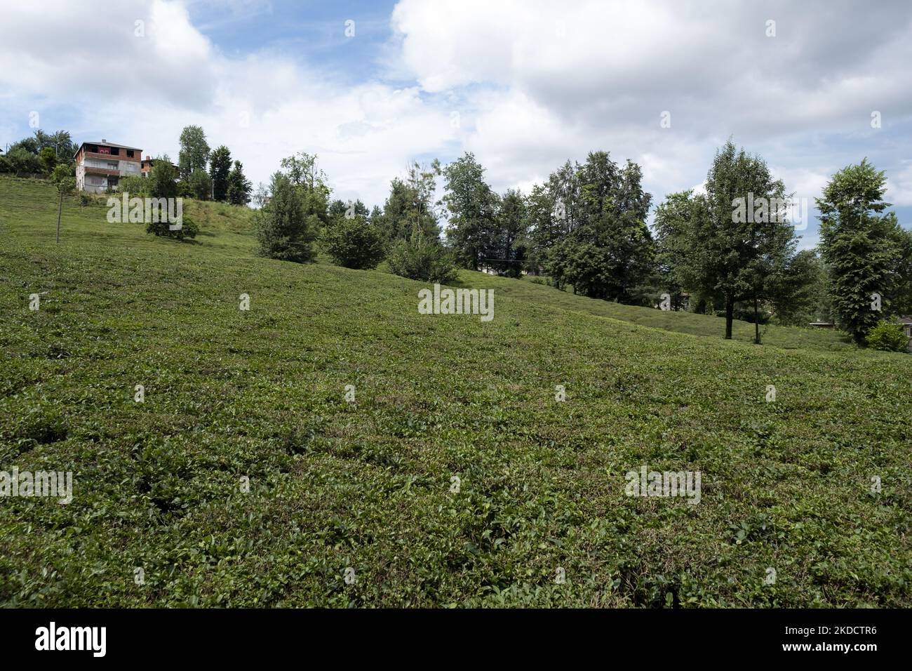 Tea plants grow at the tea plantation in Trabzon, Turkey on June 27 ...
