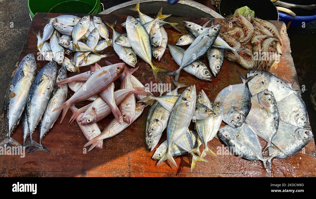 Fresh fish at the fish market along the beach in Vizhinjam, Kerala ...