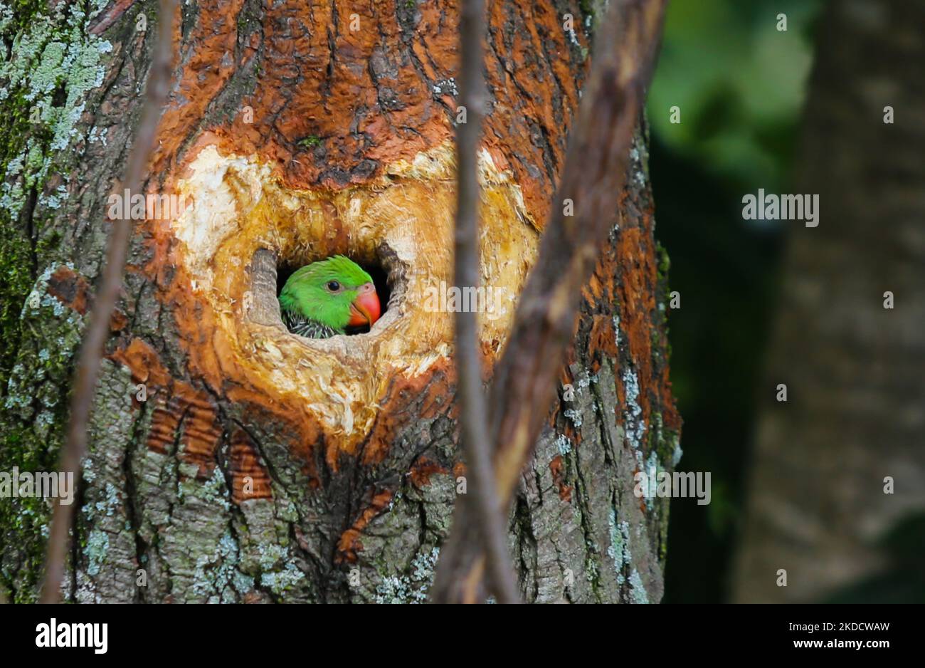 Parrot on nest hi-res stock photography and images - Alamy