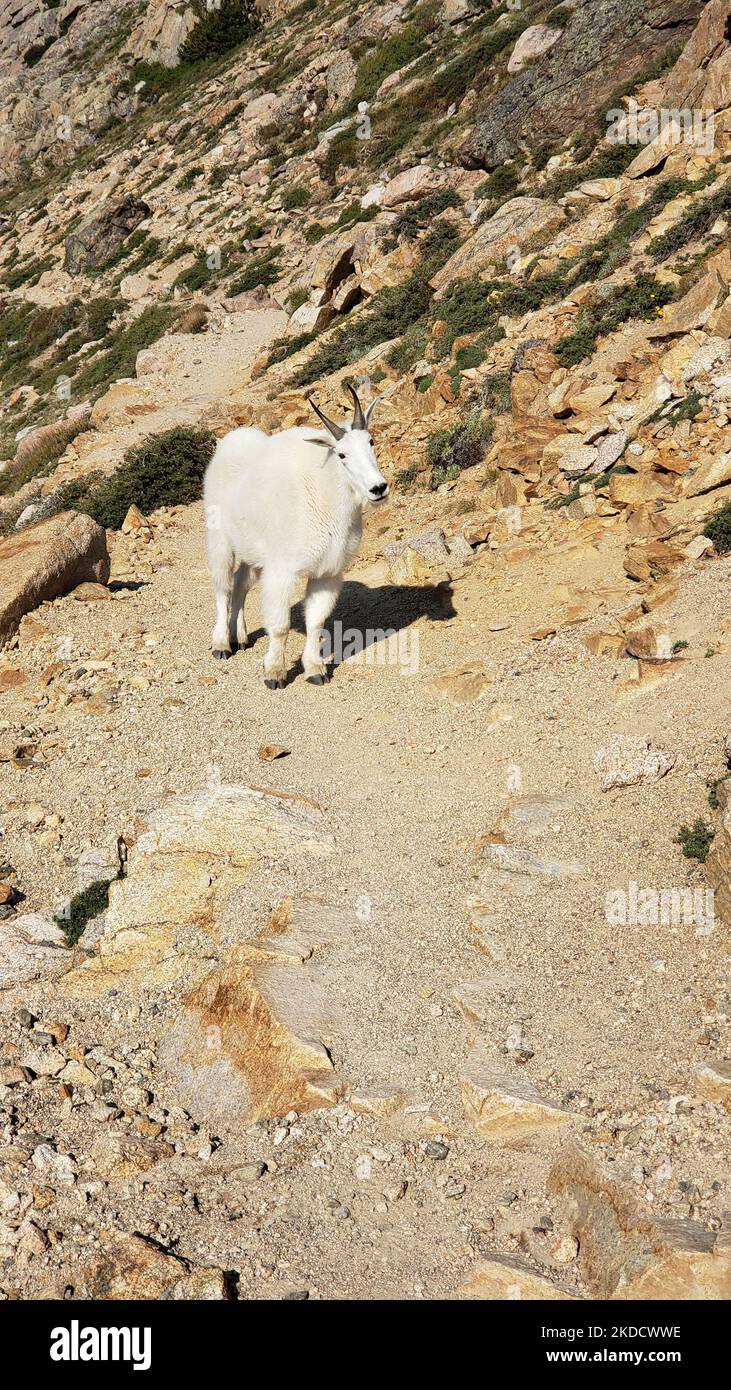 A vertical of a white goat in the dusty path in mountains, rocks and ...