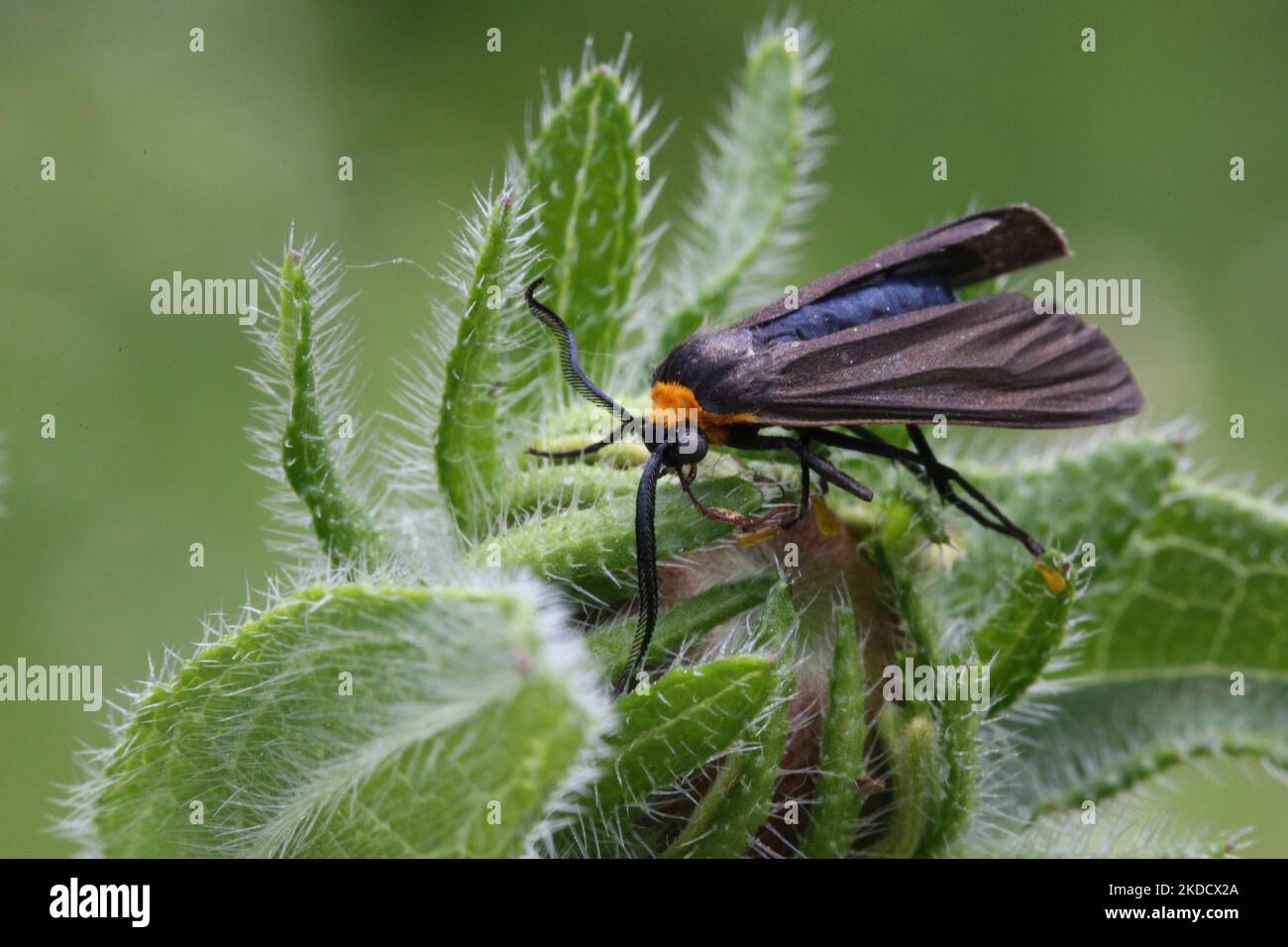 Virginia Ctenucha Moth (Ctenucha virginica) in Markham, Ontario, Canada ...