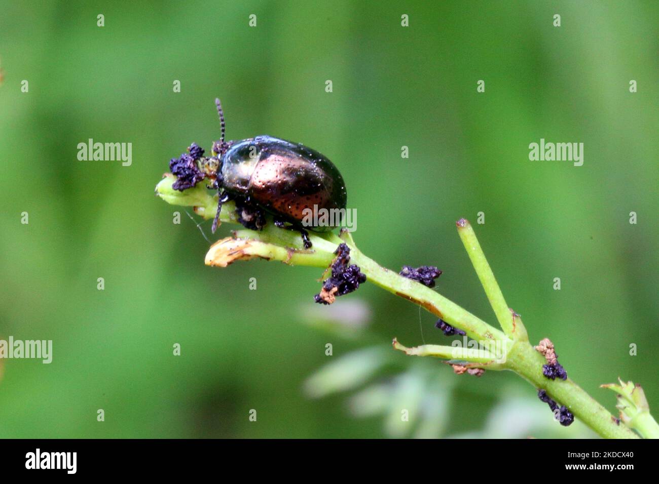 Saint johns wort beetle hi-res stock photography and images - Alamy
