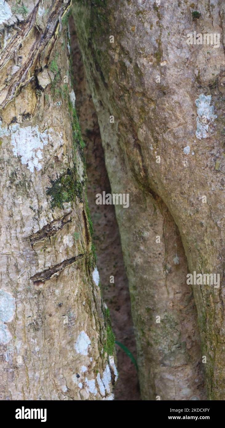 beautiful bark texture as background Stock Photo - Alamy