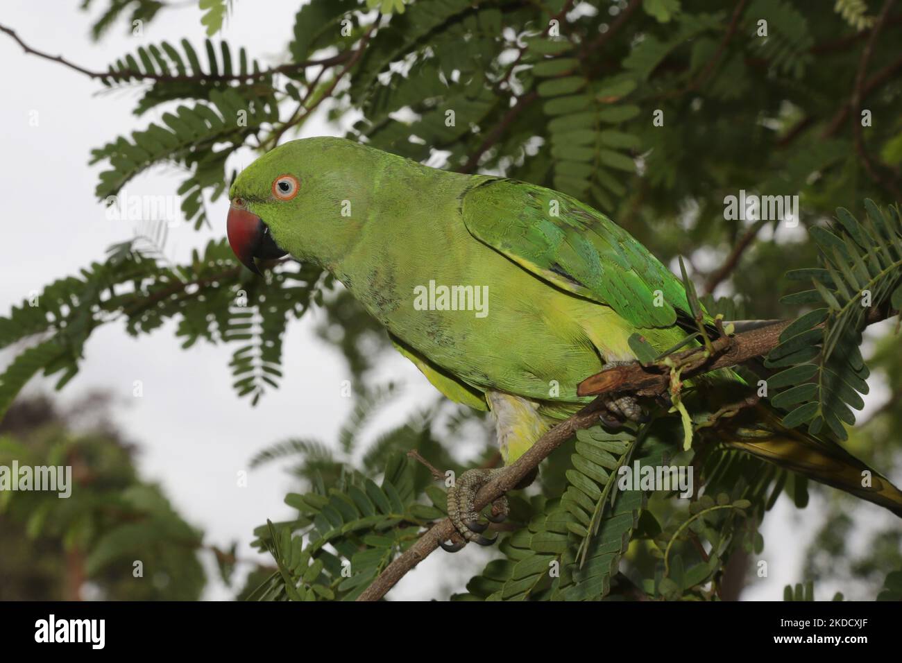 Sri lankan parrot hi-res stock photography and images - Alamy