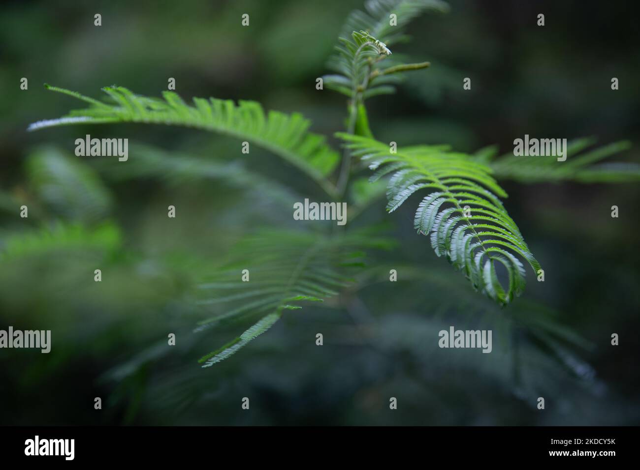 A closeup of fresh Polypodiophyta plant leaves with blurred background ...