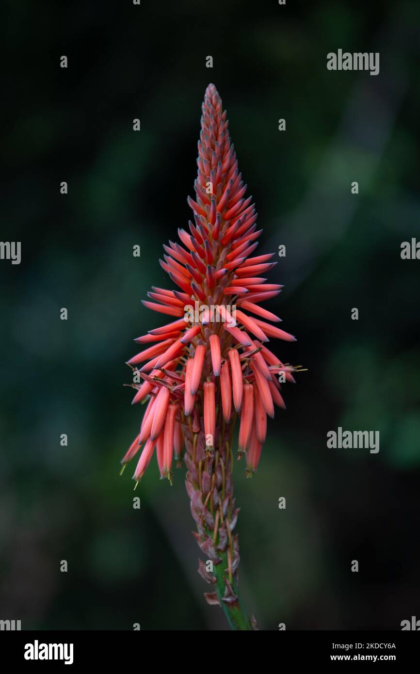 A vertical shot of an aloe blossom outdoors with blurred background ...