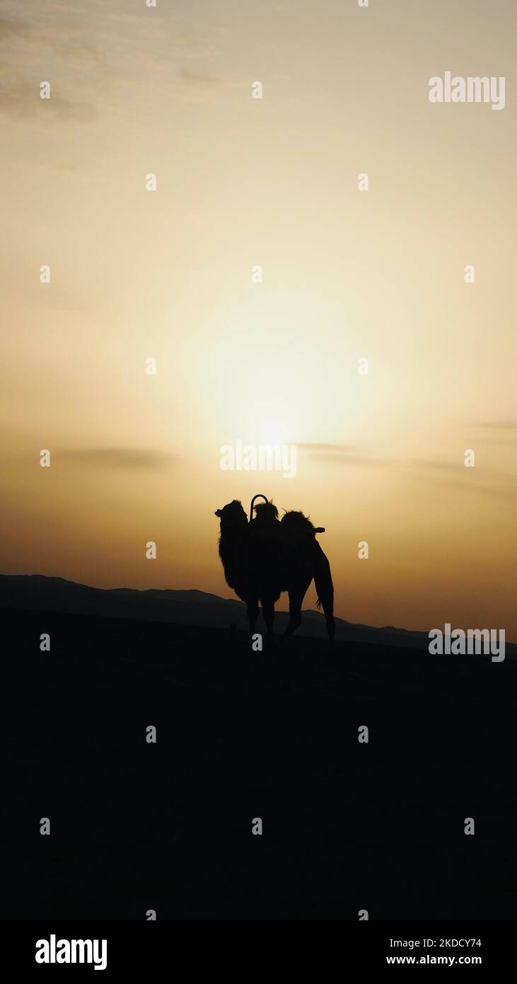 A vertical low-angle of a loaded camel against the sunset view, golden ...