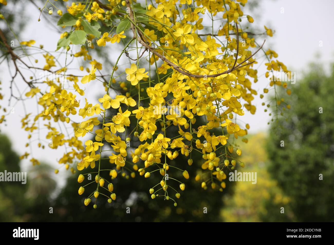 Yellow flowers on a Indian laburnum (Cassia fistula) tree in Agra ...