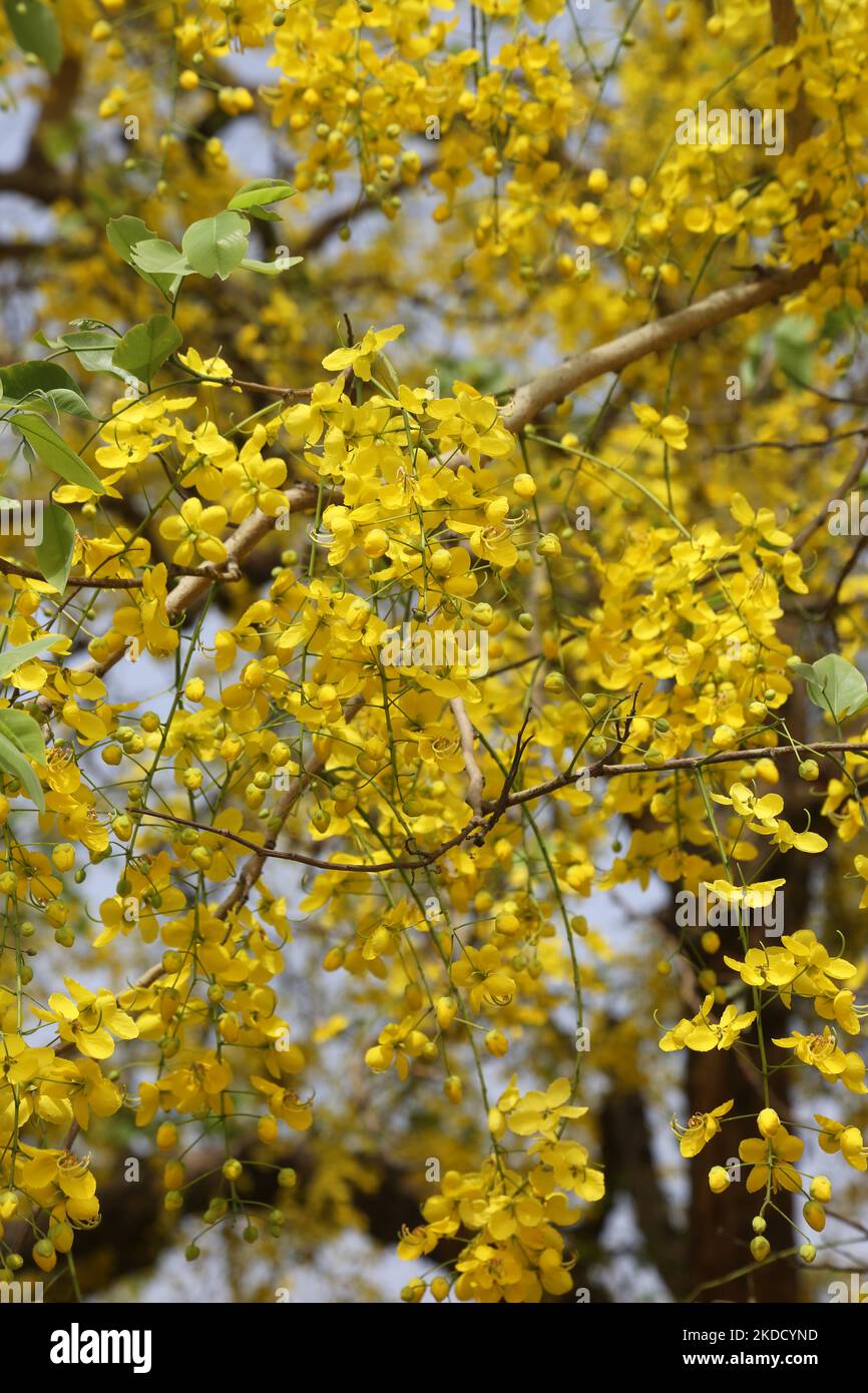 Yellow flowers on a Indian laburnum (Cassia fistula) tree in Agra ...