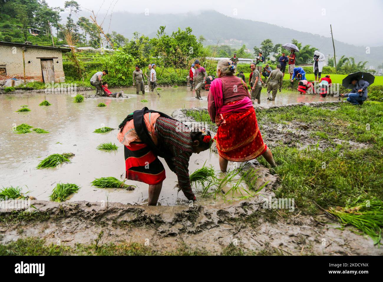Women plant rice corp at the paddy field during the National Paddy Day ...