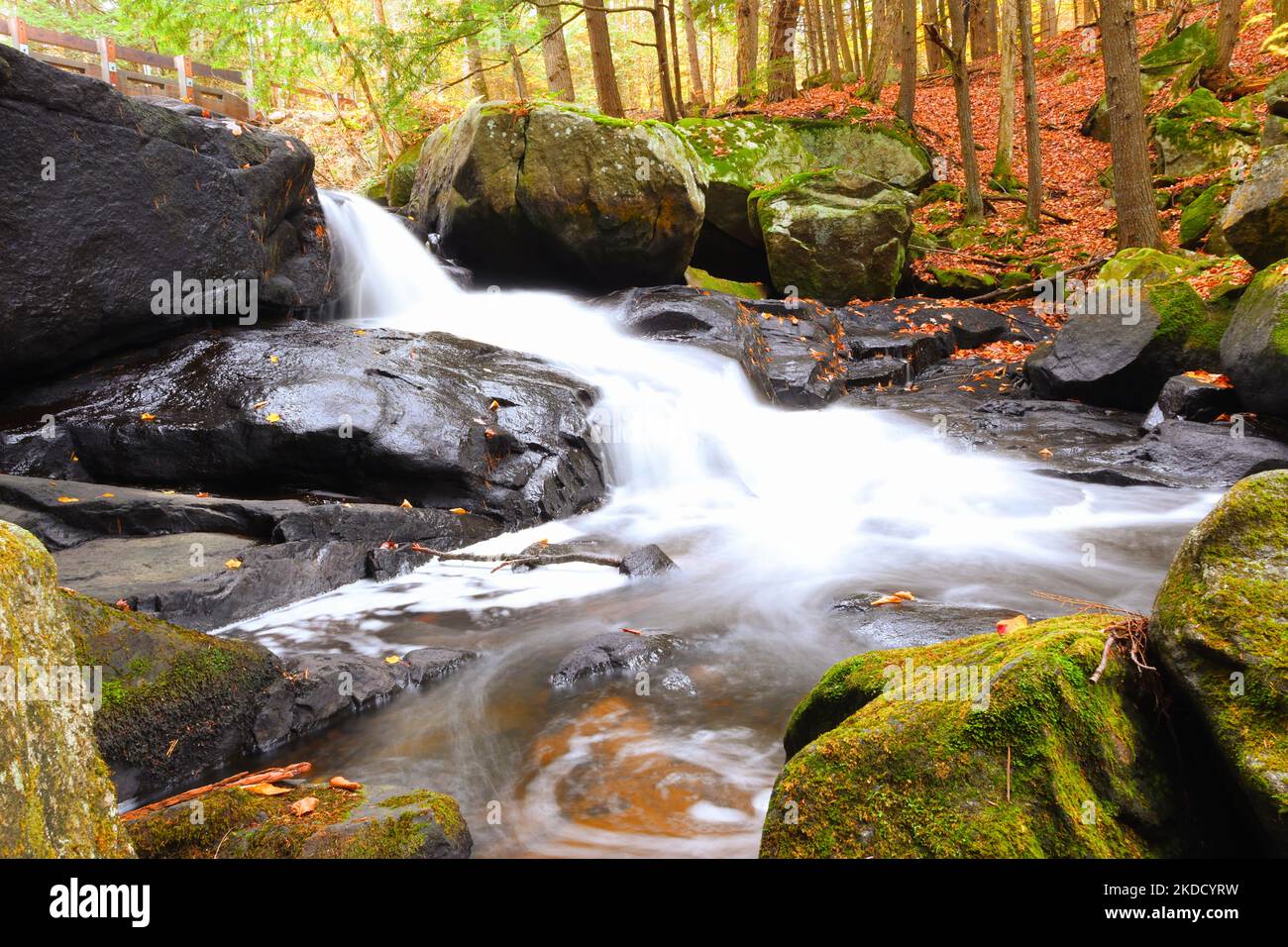 A water stream with stones in a forest and tree trunks in the ...