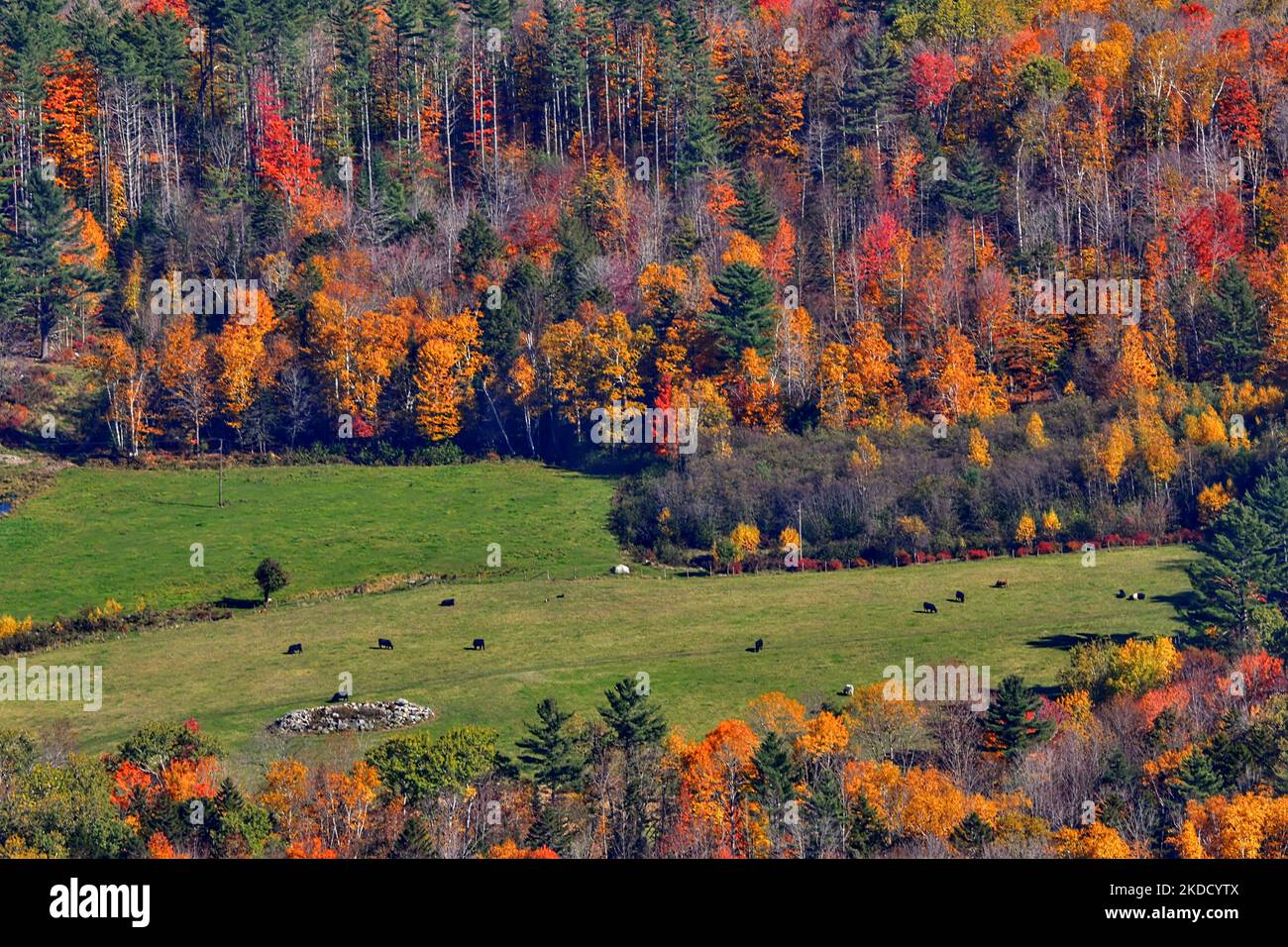A beautiful scenery of Fall Foliage field in the Northeast United ...