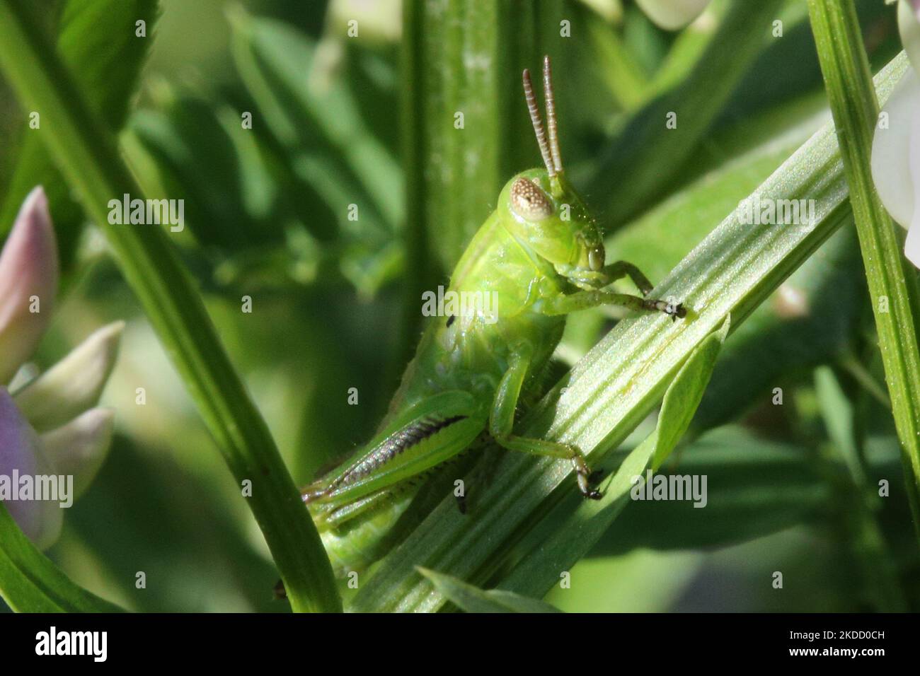 Male nymph hi-res stock photography and images - Alamy