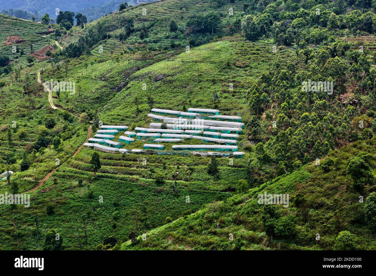 Strawberry village india hi-res stock photography and images - Alamy