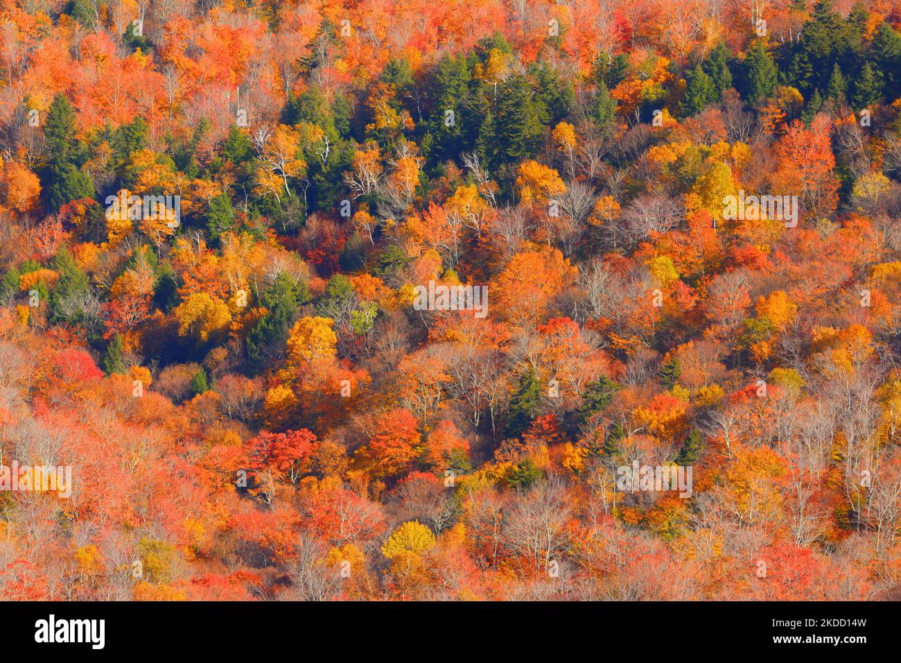 A beautiful scenery of Fall Foliage field in the Northeast United ...