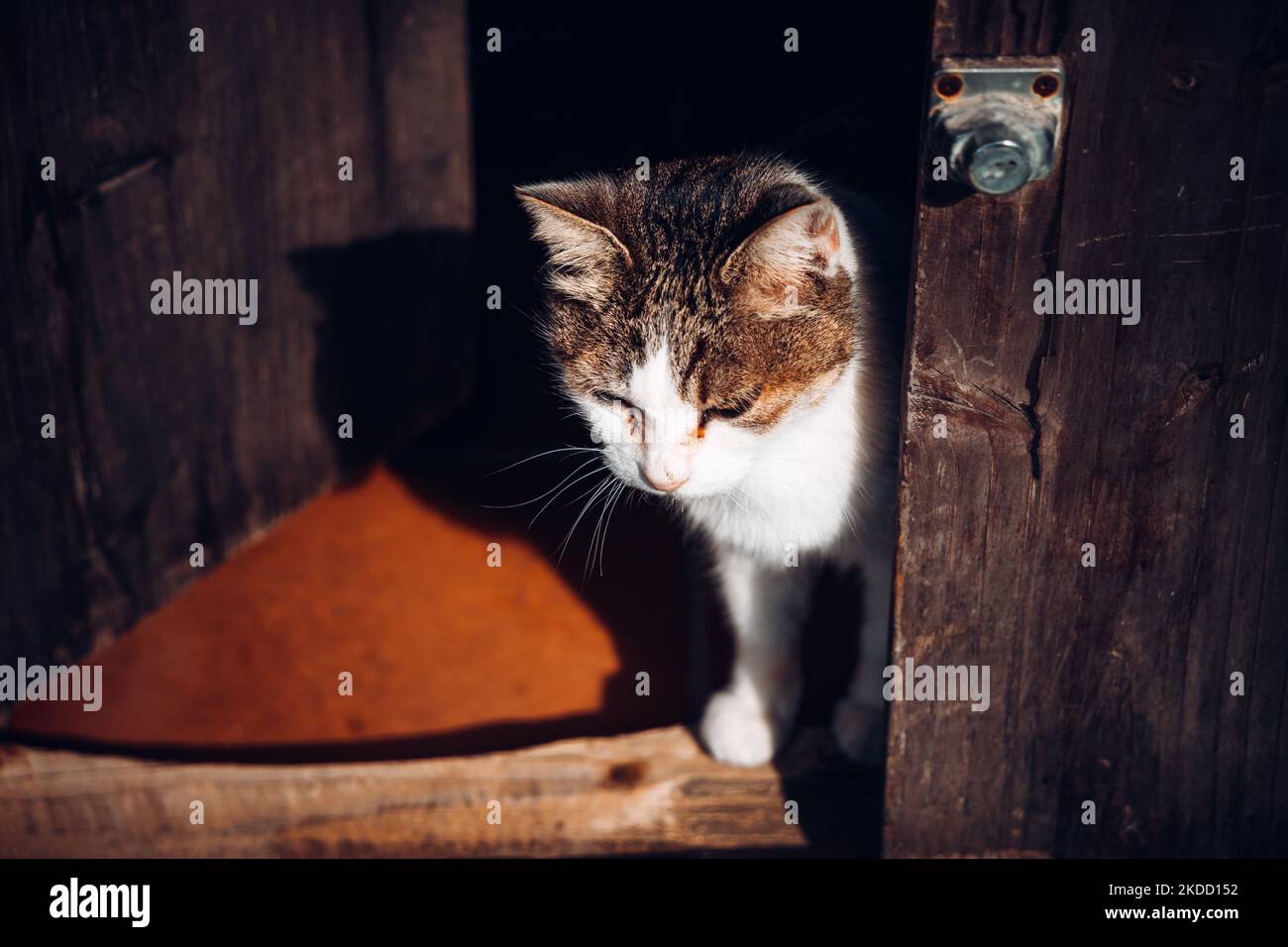 Cat coming hi-res stock photography and images - Alamy
