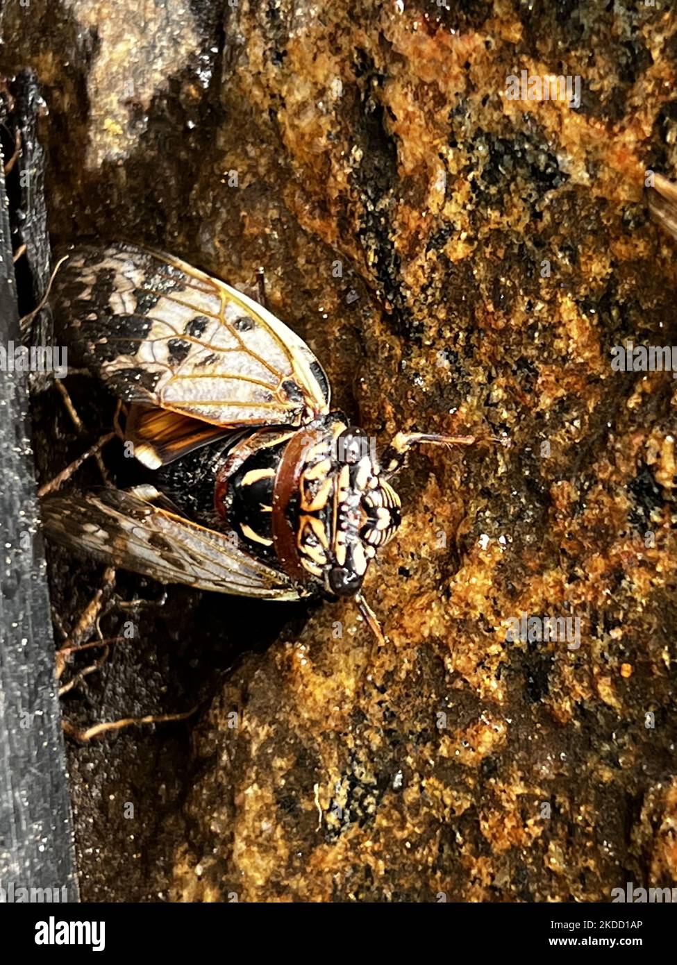 Platypleura capitata hi-res stock photography and images - Alamy