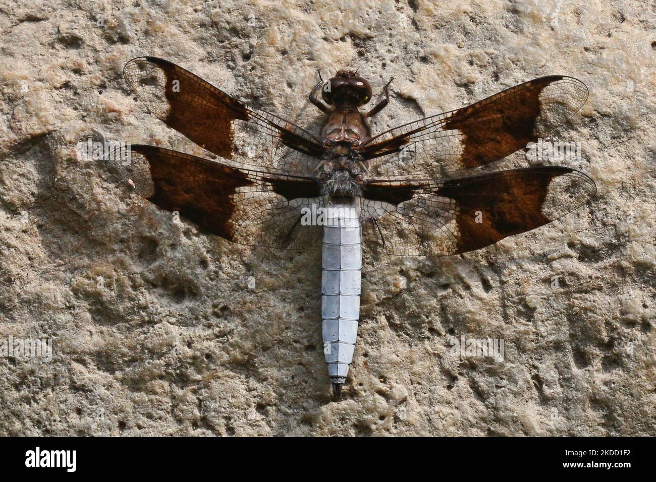 Common whitetail (Plathemis lydia) dragonfly in Toronto, Ontario ...