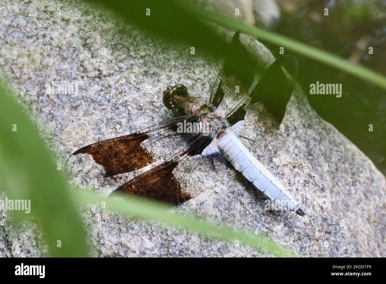 Common whitetail (Plathemis lydia) dragonfly in Toronto, Ontario ...