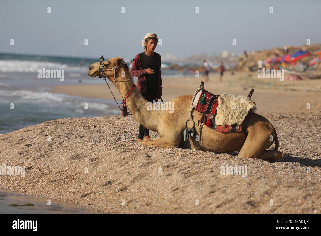 A Palestinian youth leads a camel along the Mediterranean seashore on a ...