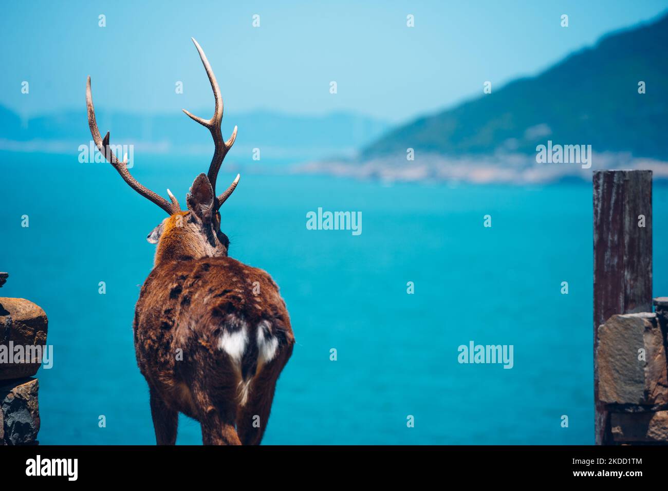 A back view of the deer on a coastal cliff Stock Photo - Alamy