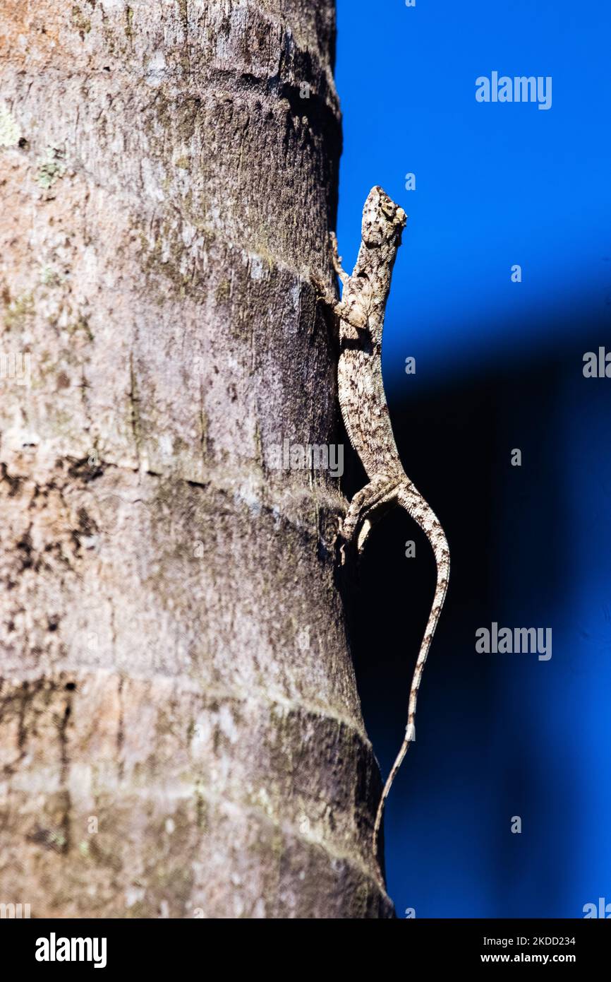 Caconut tree hi-res stock photography and images - Alamy