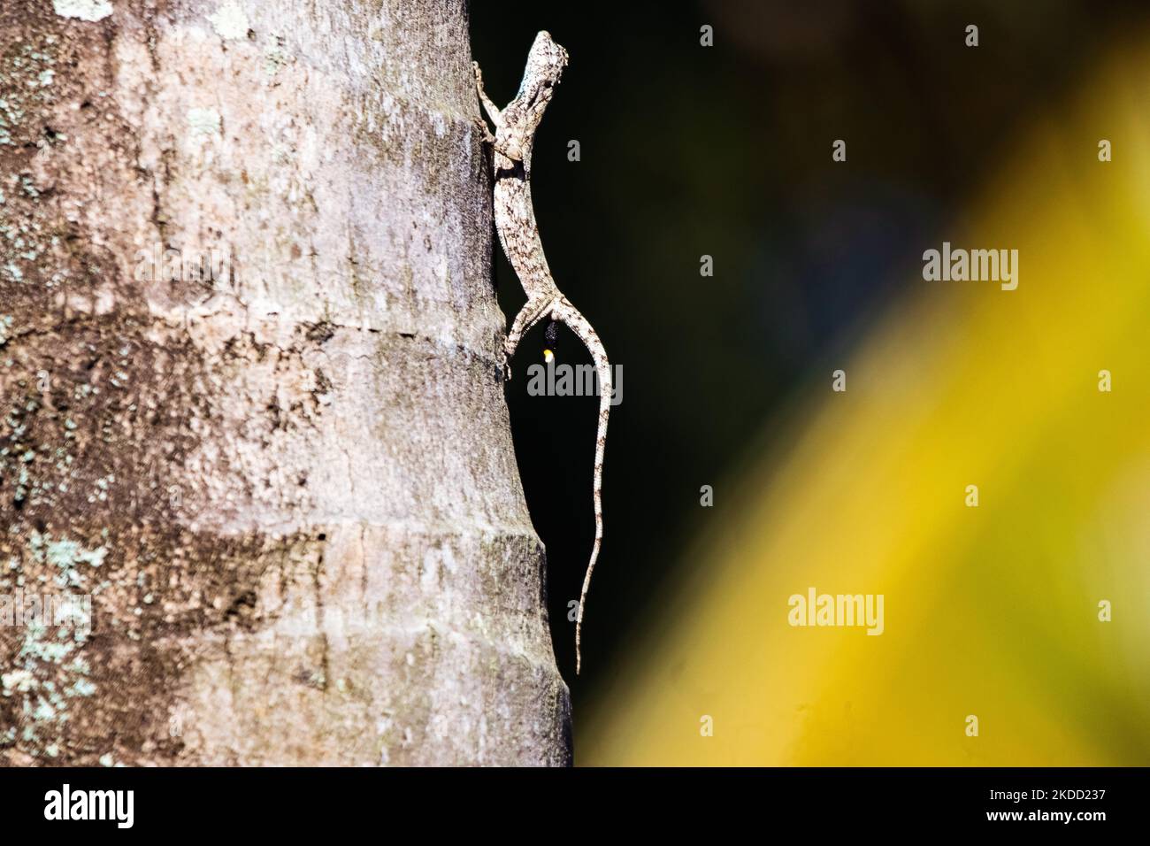 A flying draco lizard is on the caconut tree in Ungaran, Central Java ...