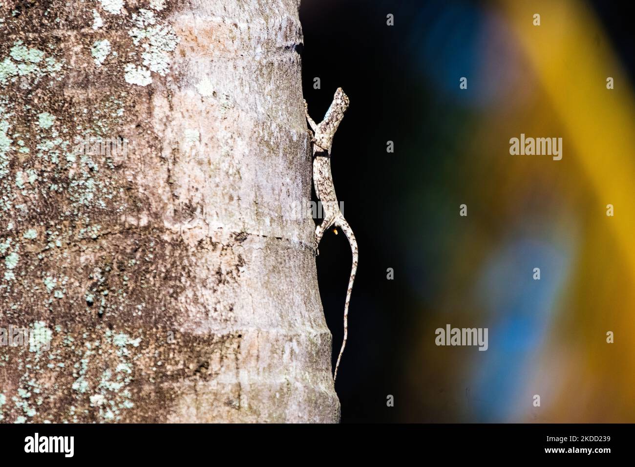 A flying draco lizard is on the caconut tree in Ungaran, Central Java ...