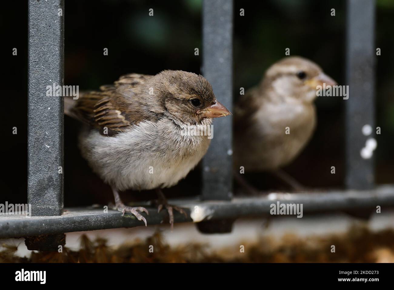 Sparrows are seen near a restaurant in Madrid, Spain on June 27, 2022 ...
