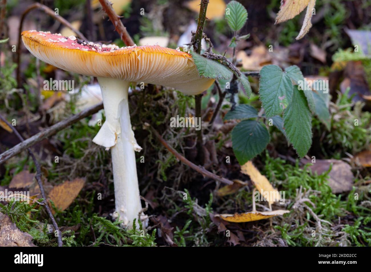 A closeup of Amanita muscaria var. Formosa (yellow-orange fly agaric) a ...