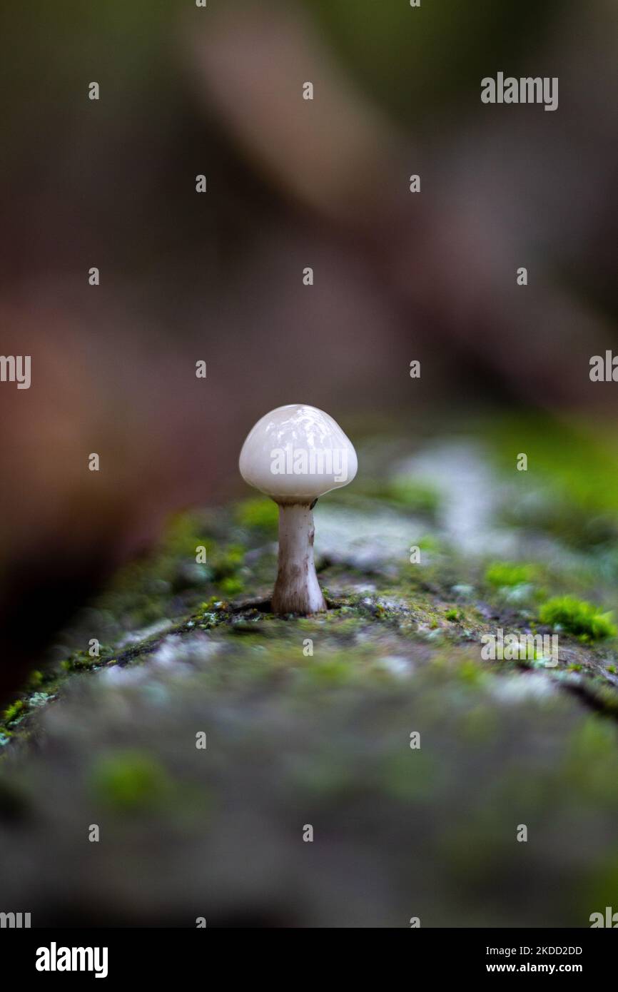 A vertical shot of white shiny Oudemansiella Mucida ( porcelain fungus ...