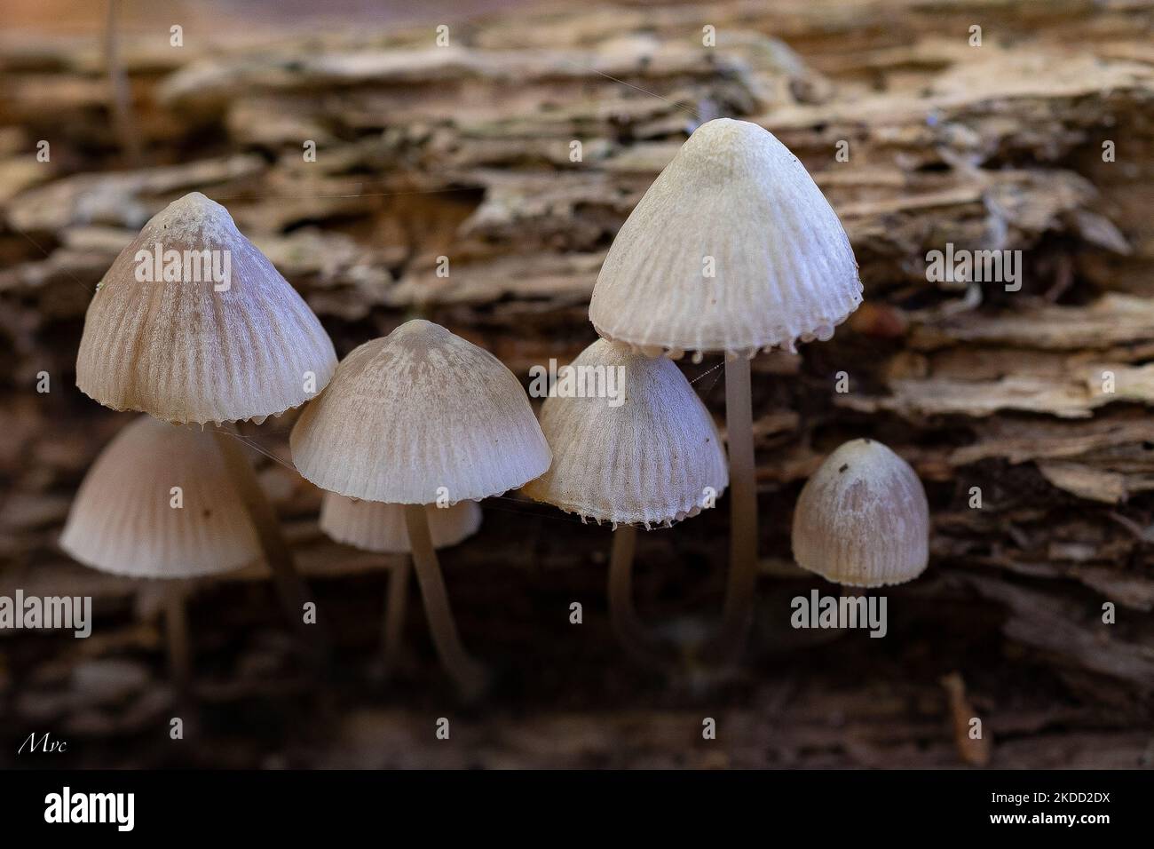 A fine shot of grayish-brown bell-shaped mushrooms Mycena galopus ...