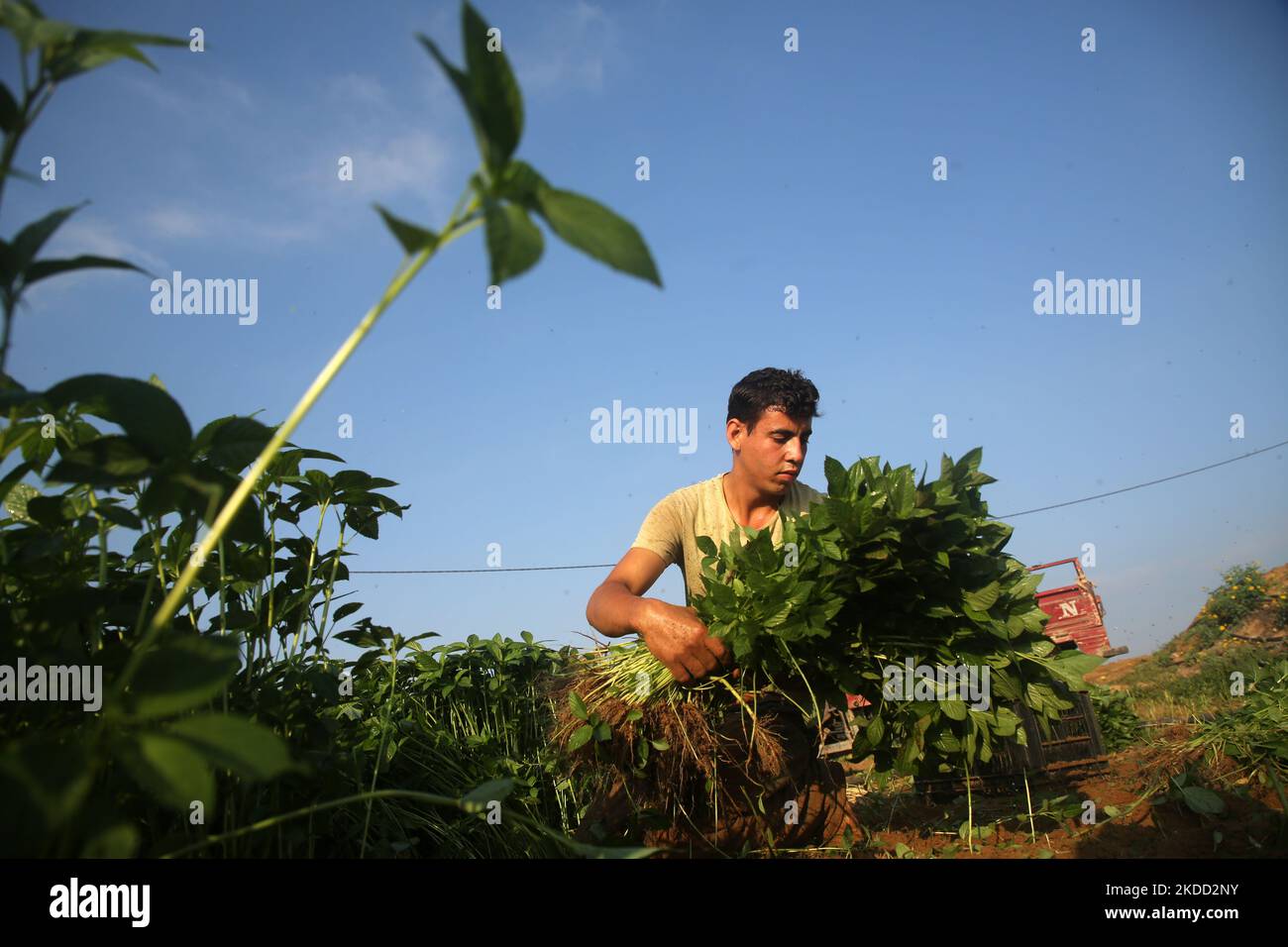 A Palestinian farmer collects mulukhiyah in a field, in Beit Lahia ...