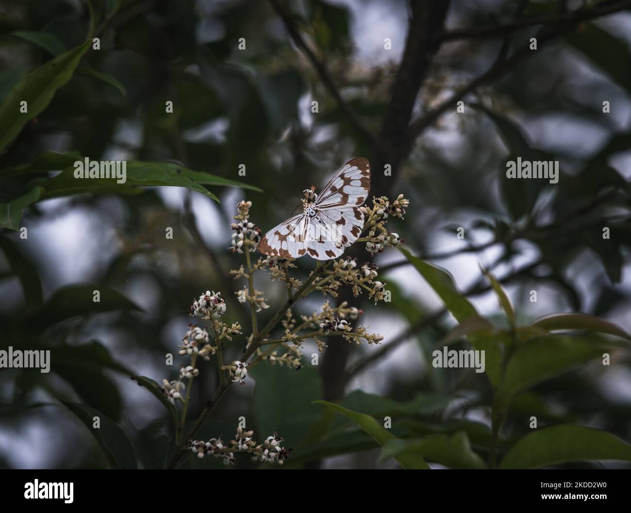 Cinchona tree hi-res stock photography and images - Alamy